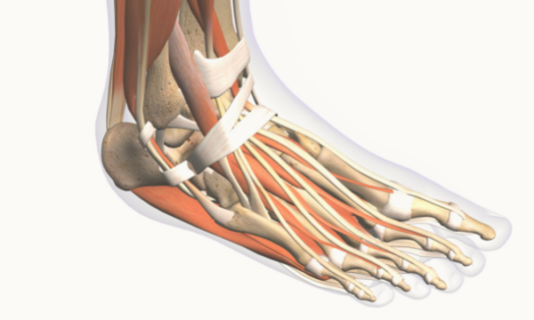 Causes of Hammertoes and Treatment Options | Gait Happens